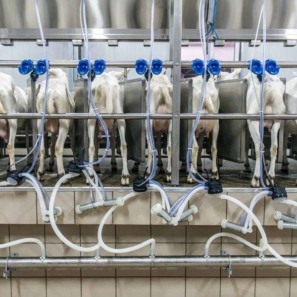 Milking Solutions – Milk Diamond