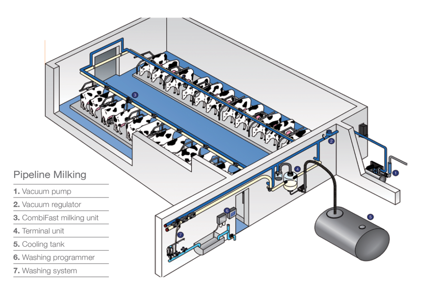 Milking Solutions – Milk Diamond